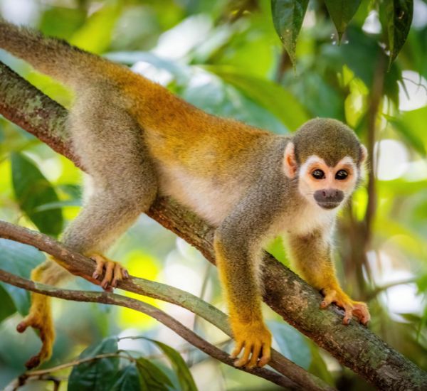 Amazon Jungle